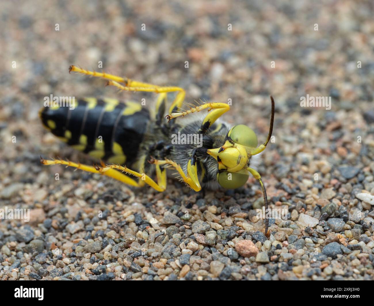 close-up of a dead sand wasp (Bembix americana), showing its underside ...