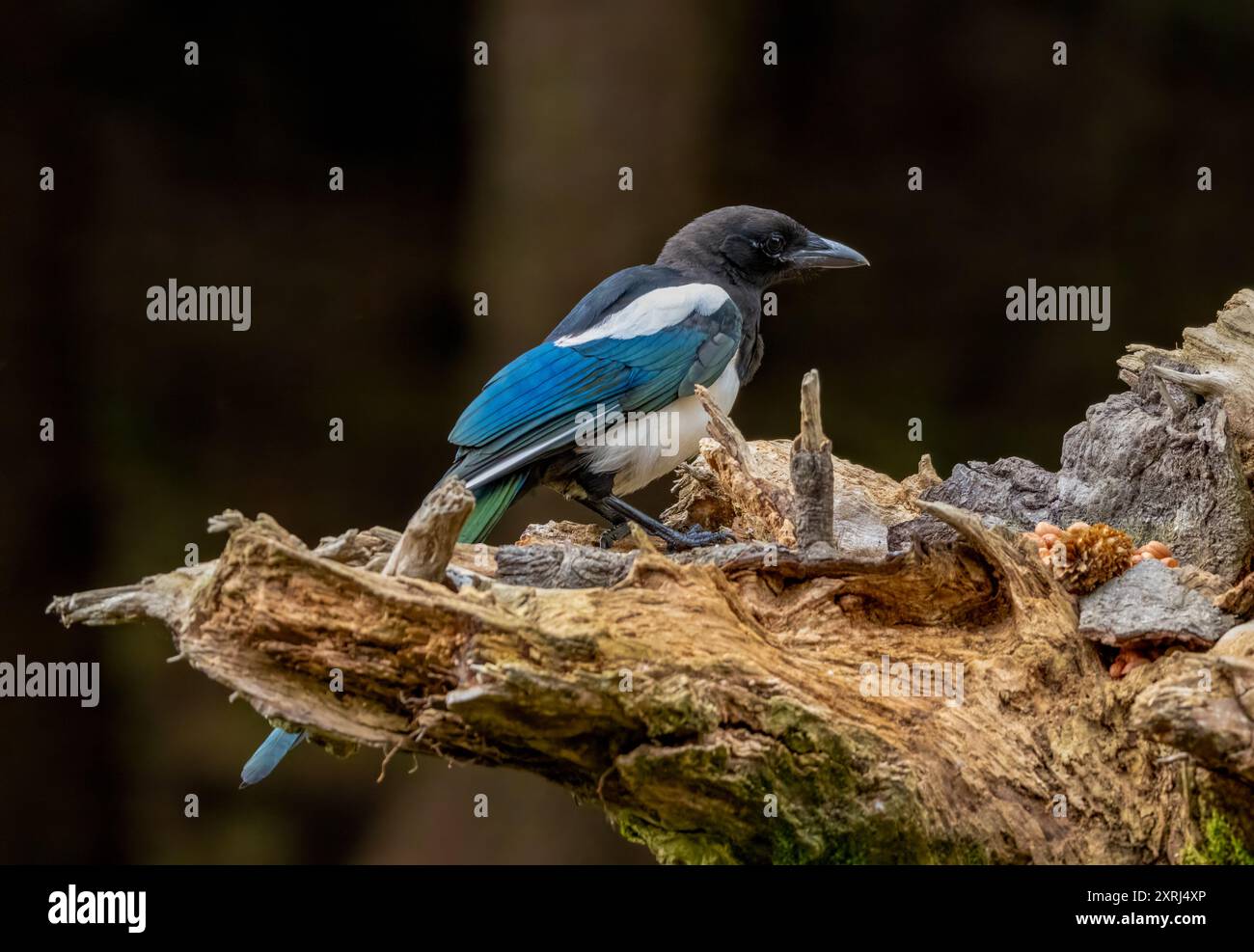 Magpie bird in the woodland Stock Photo - Alamy