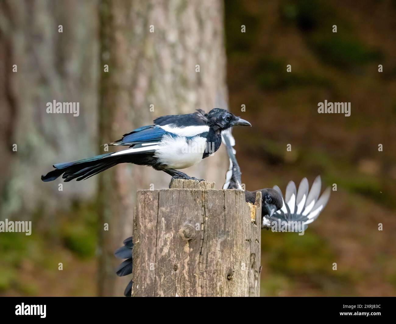 Magpie plumage hi-res stock photography and images - Alamy