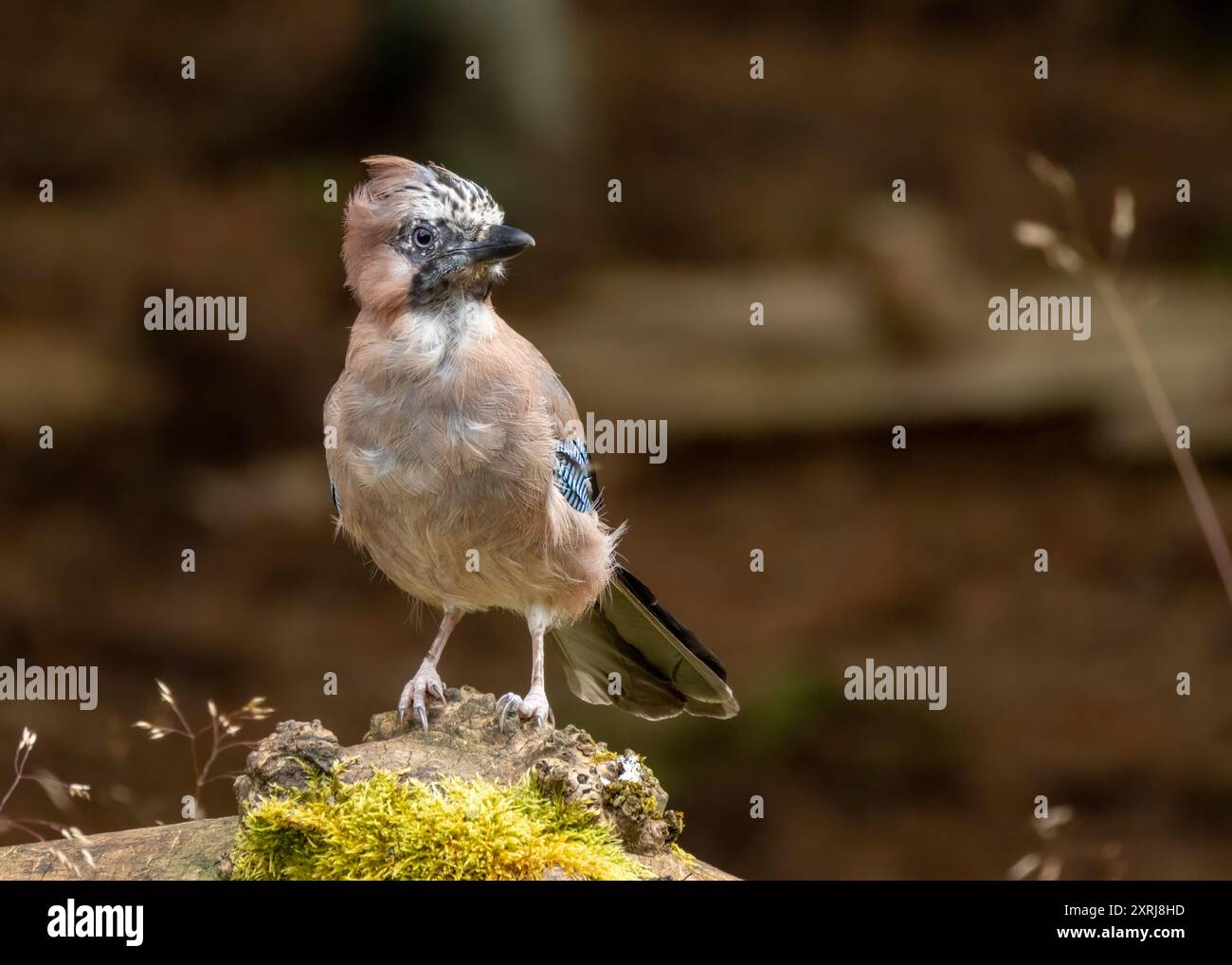 Eurasian Jay, a colourful and shy corvid bird Stock Photo - Alamy