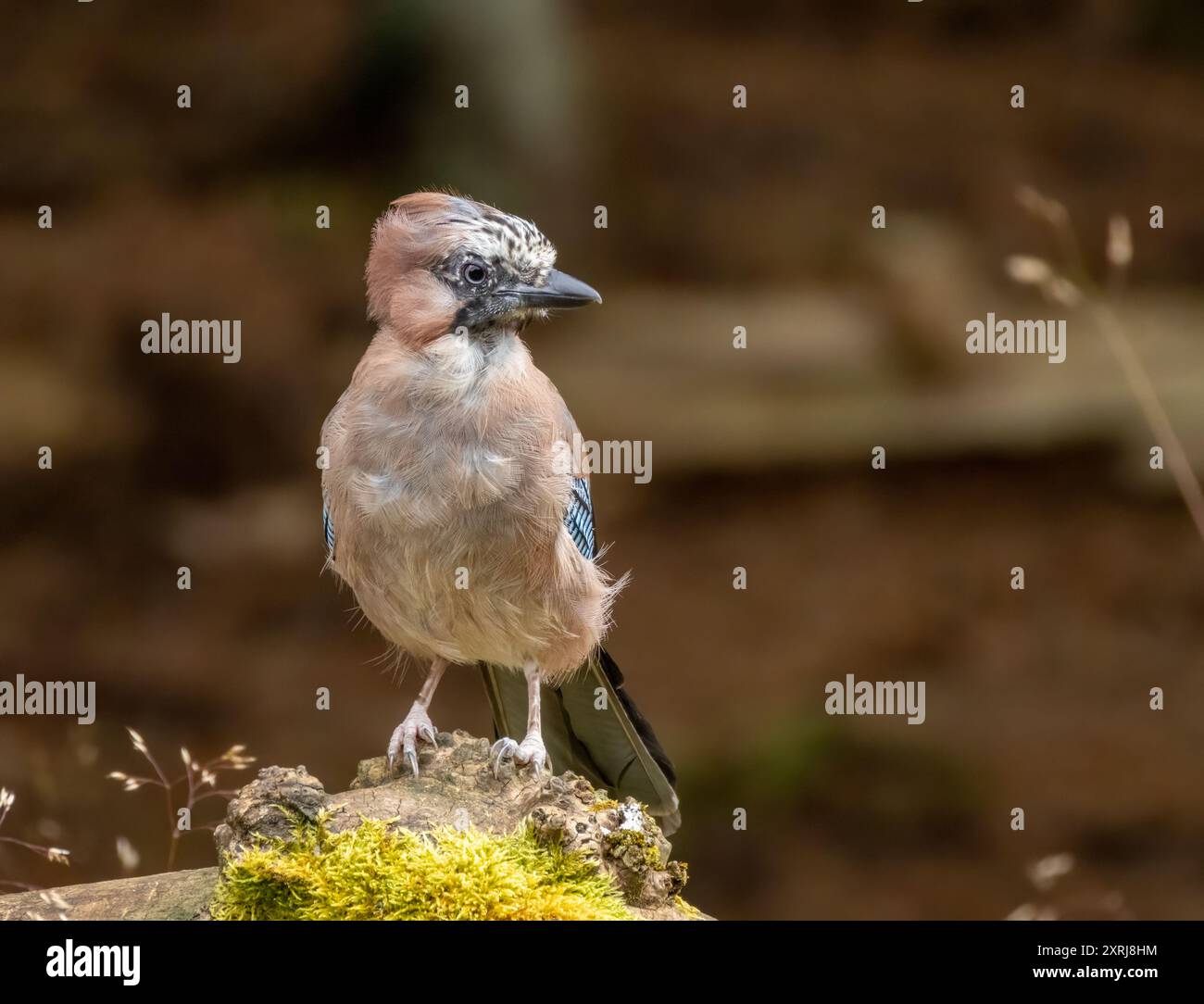 Eurasian Jay, a colourful and shy corvid bird Stock Photo - Alamy