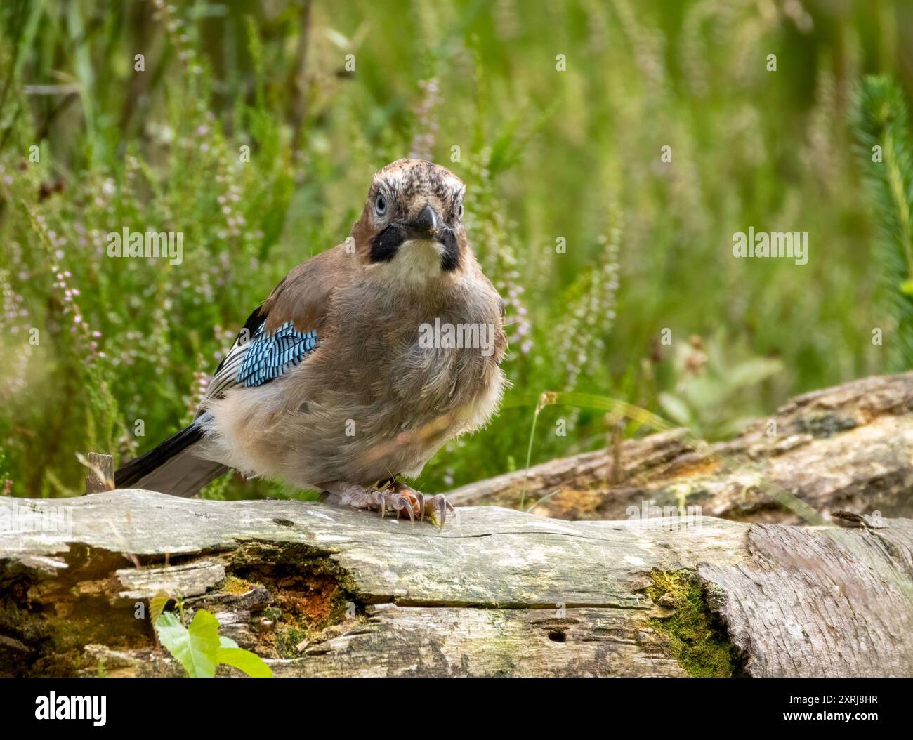 Shy bird jay hi-res stock photography and images - Alamy