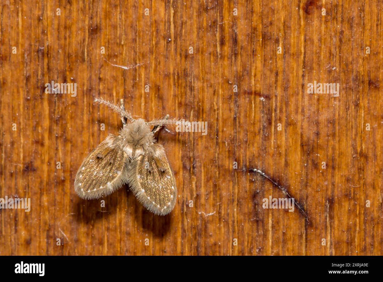 Bathroom Moth Fly - Clogmia albipunctata Stock Photo - Alamy