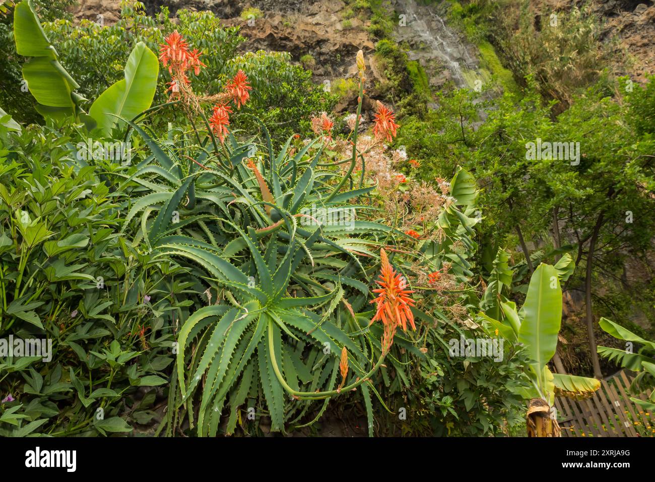 Candelabra Aloe - Aloe arborescens Stock Photo - Alamy