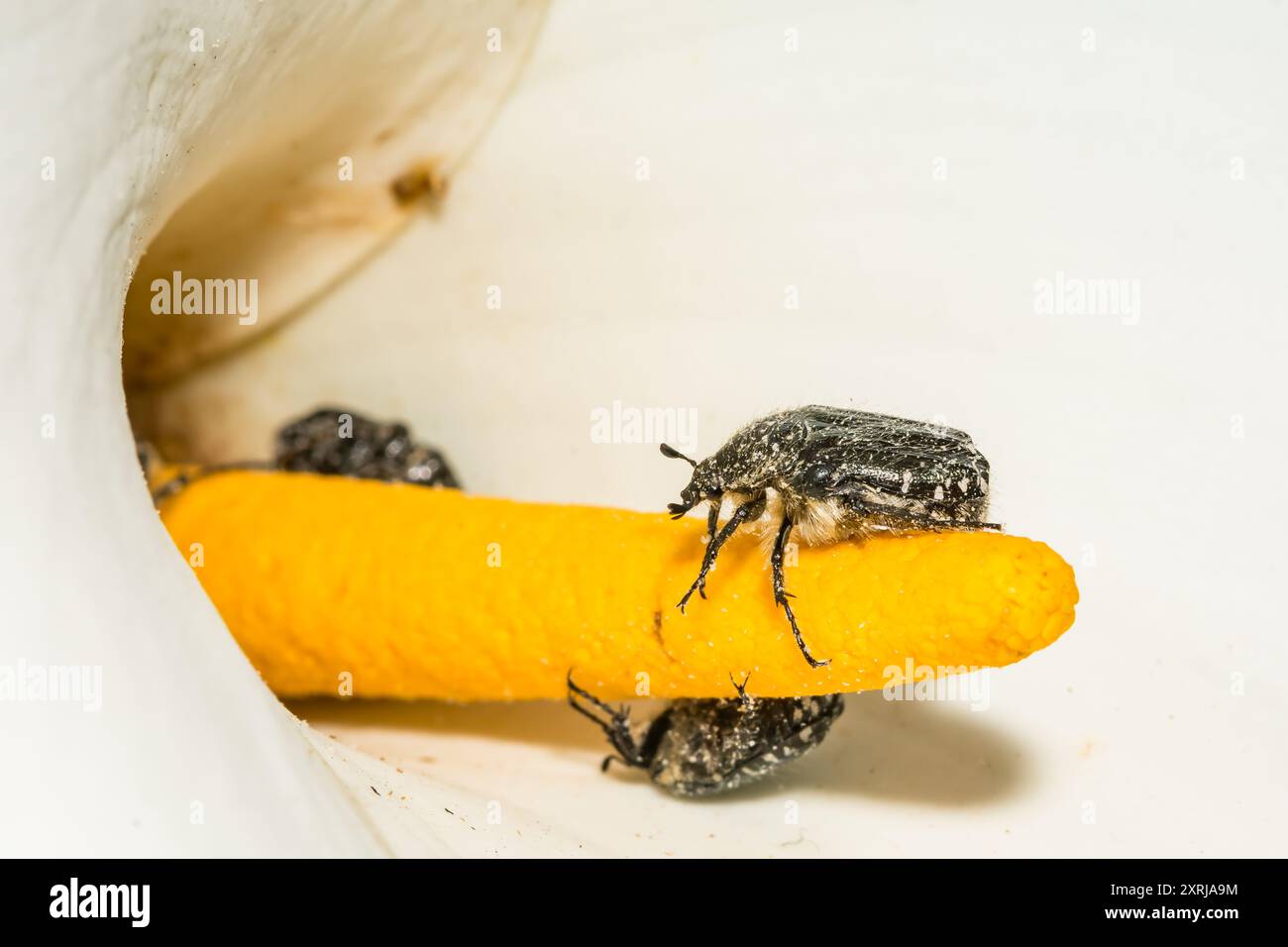 Mediterranean Spotted Chafer - Oxythyrea funesta Stock Photo - Alamy
