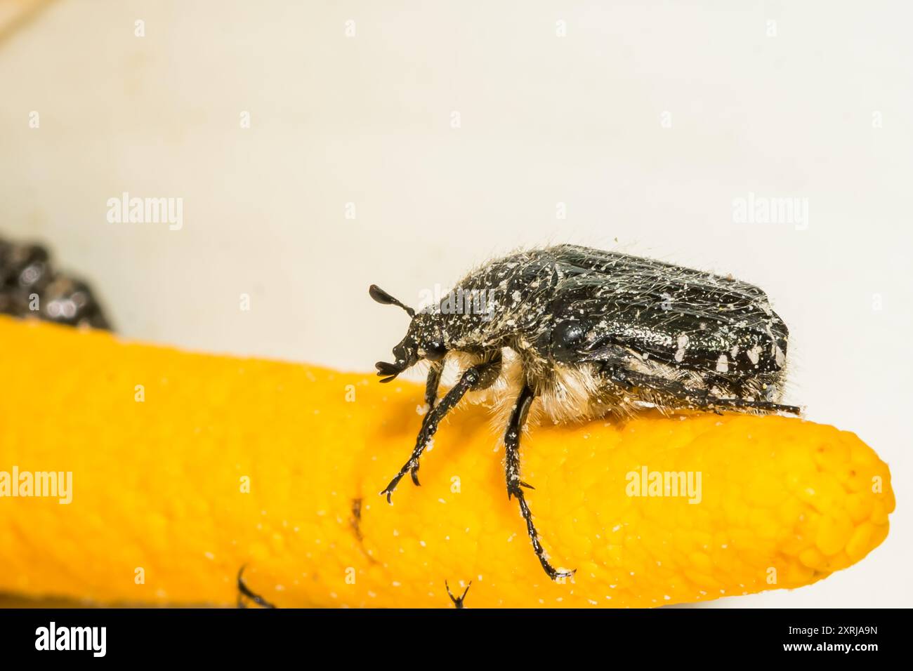 Mediterranean Spotted Chafer - Oxythyrea funesta Stock Photo - Alamy