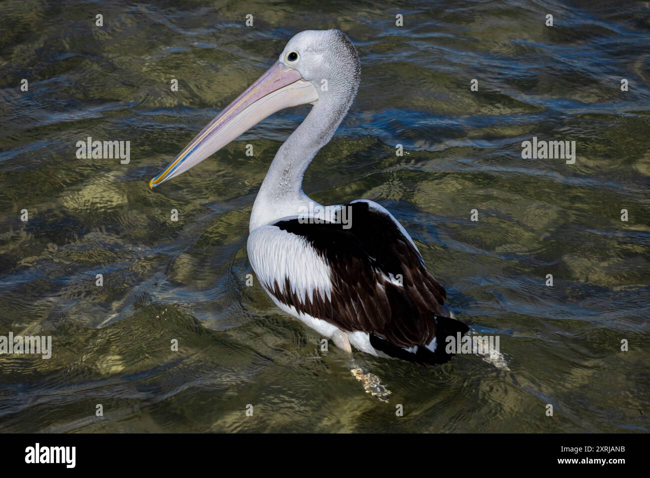 A White Pelican slowly swimming away in crystal clear waters with back ...
