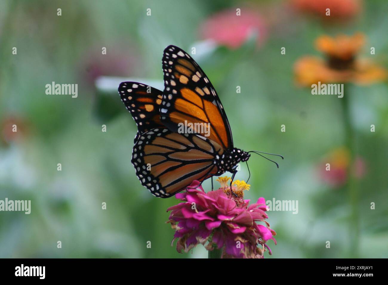 Monarch Butterfly in Benton Park-St. Louis, Missouri, USA Stock Photo ...