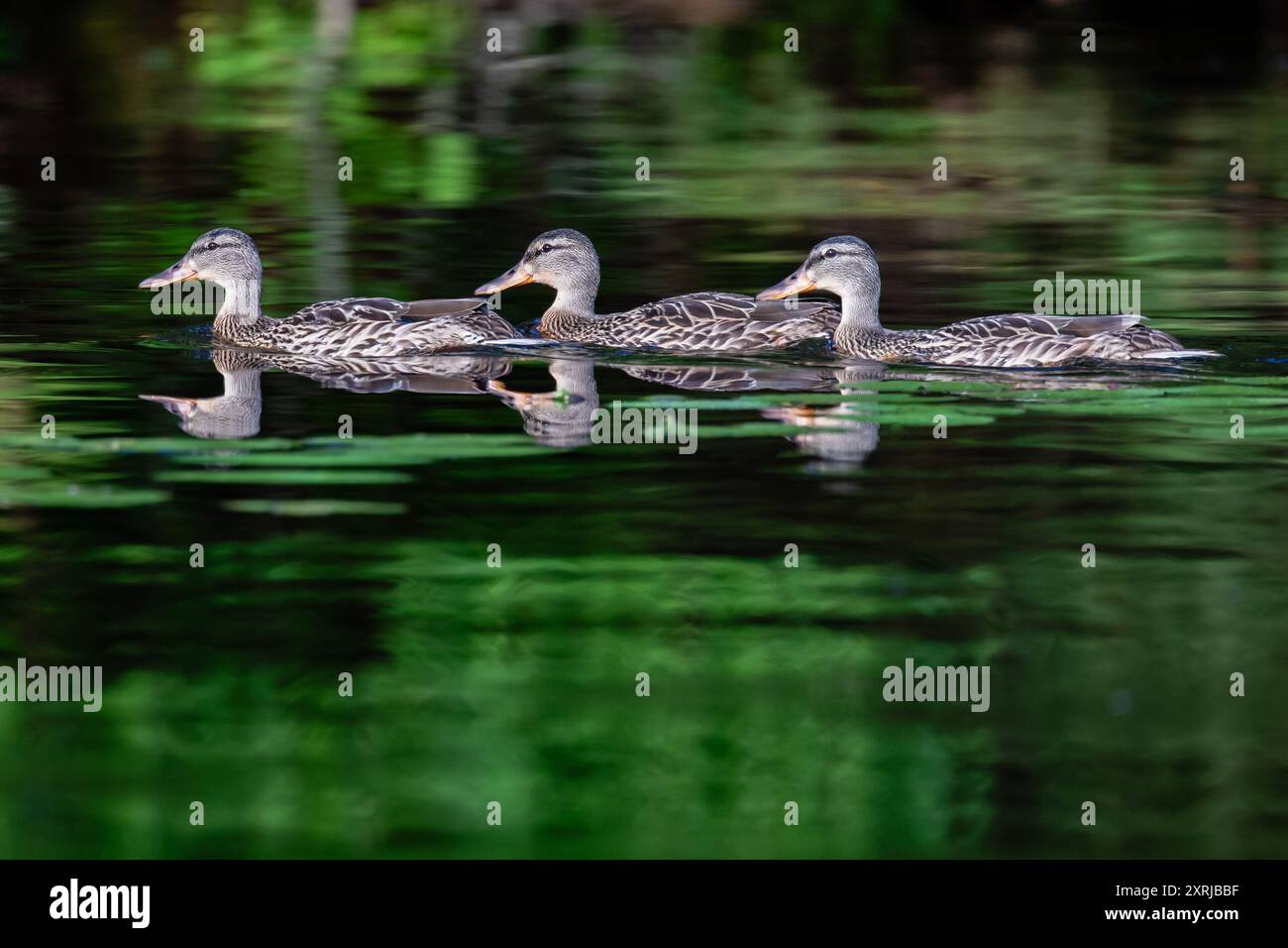Female mallard ducks (Anas platyrhynchos) swimming in August on a ...