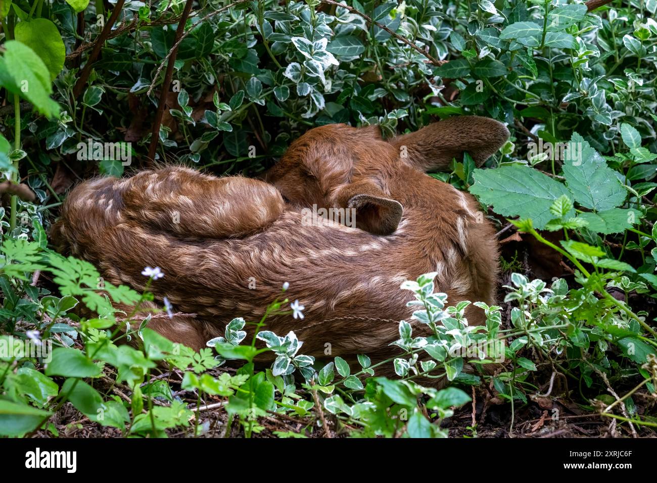 Forest concealment hi-res stock photography and images - Alamy