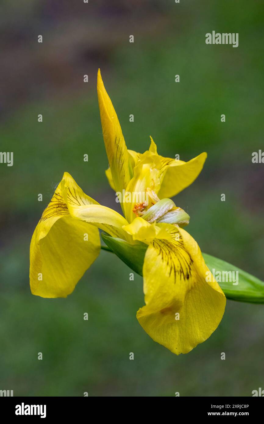 Issaquah, Washington, USA. Roy Davidson Iris, a hybrid beardless iris, growing in a pond Stock ...
