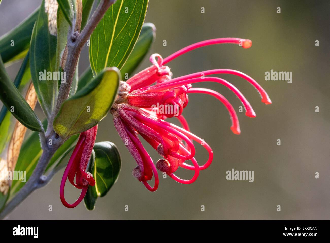 Australian red wildflower grevillea hi-res stock photography and images ...