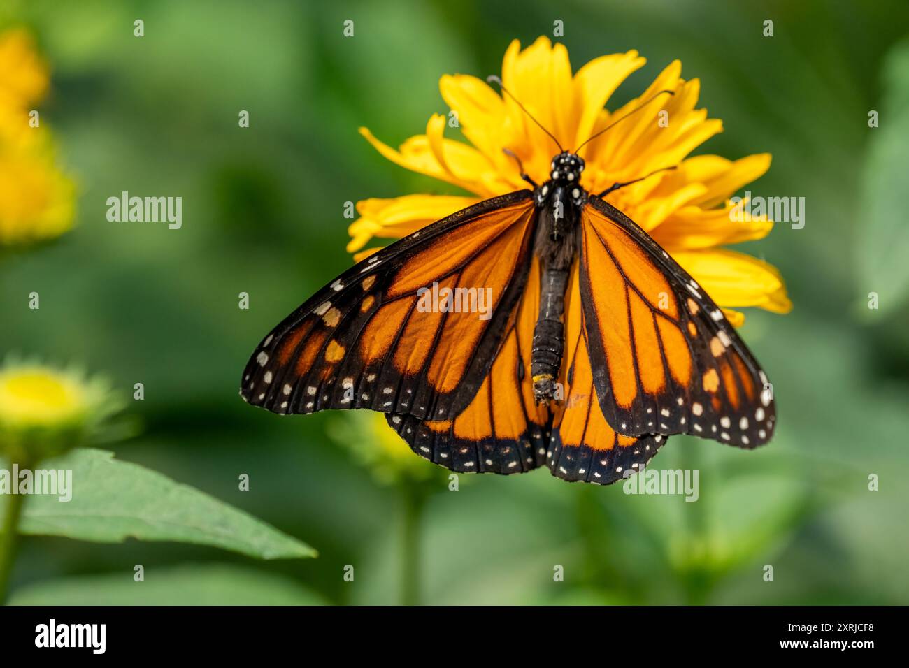 Woodland Park Zoo, Seattle, WA. Monarch butterfly pollinating a yellow ...