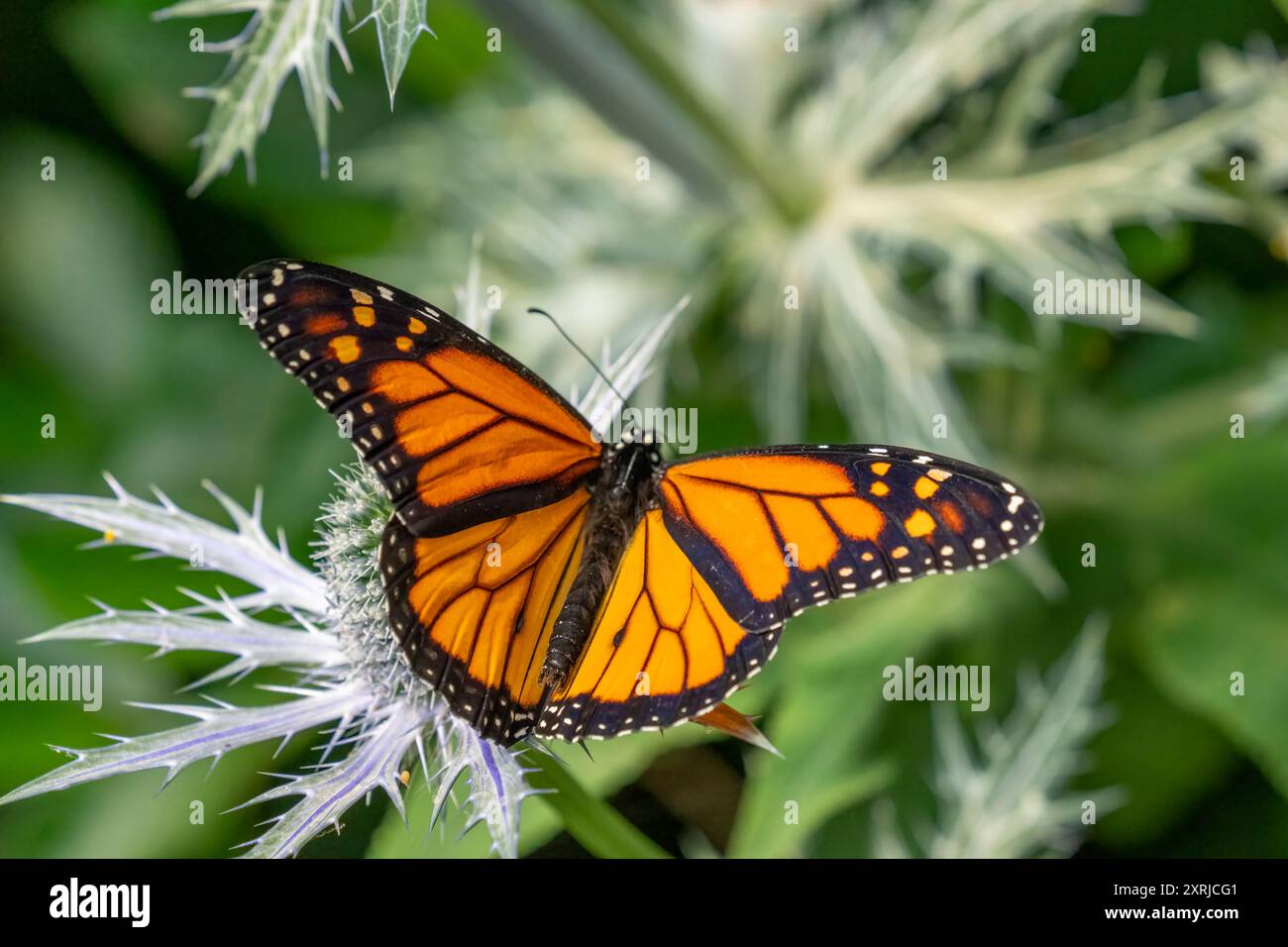 Woodland Park Zoo, Seattle, WA. Monarch butterfly pollinating a Sea ...