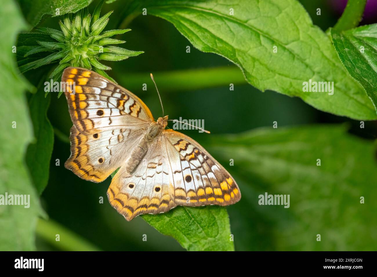 The white peacock butterfly hi-res stock photography and images - Alamy