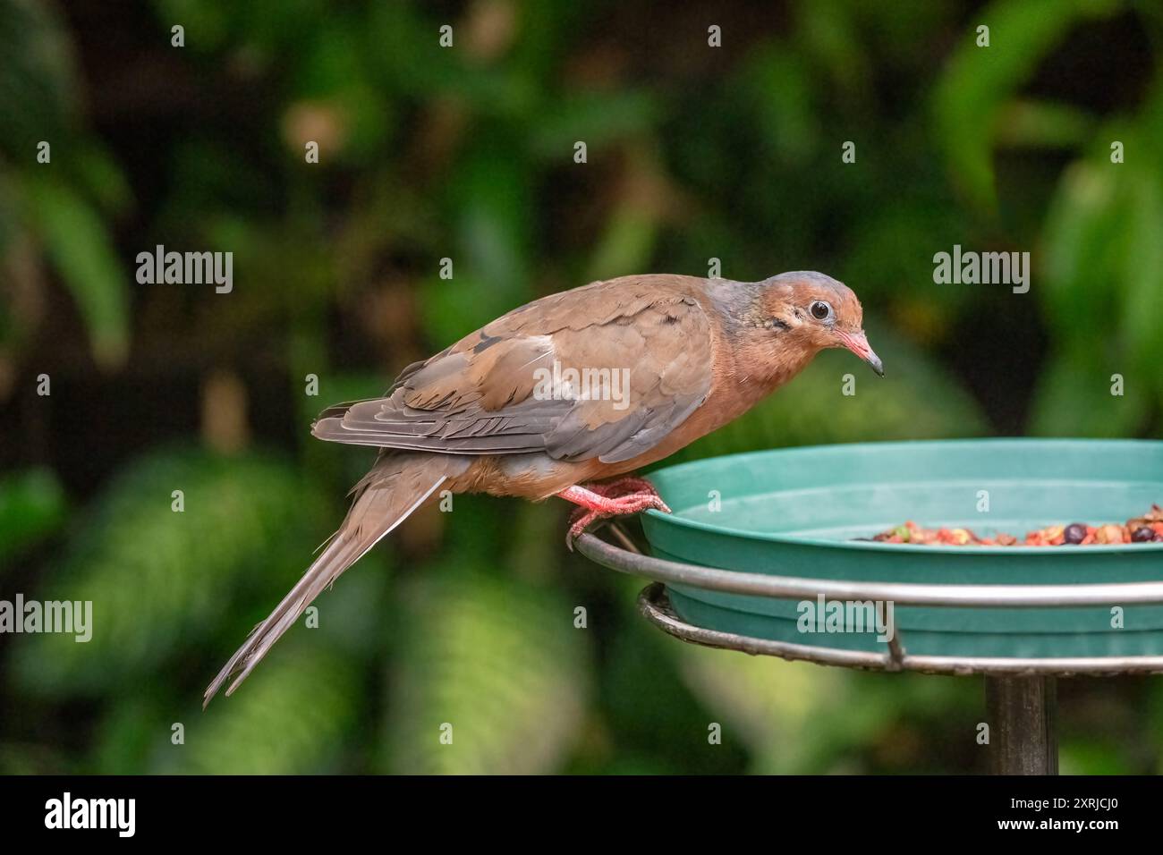 Woodland Park Zoo, Seattle, WA. Peruvian Pigeon eating from a feeder ...