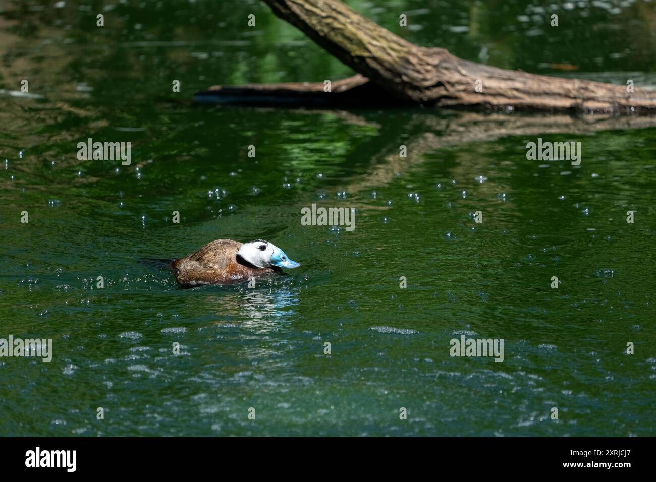 Woodland Park Zoo, Seattle, WA. Male White-headed Duck (Oxyura ...