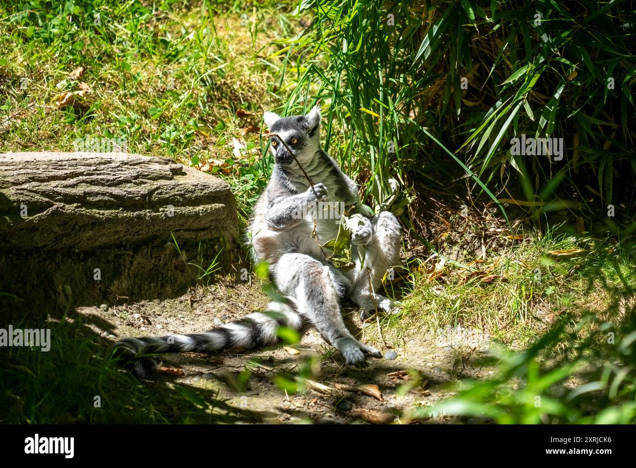 Woodland Park Zoo, Seattle, WA. Ring-tailed Lemur playing with and ...