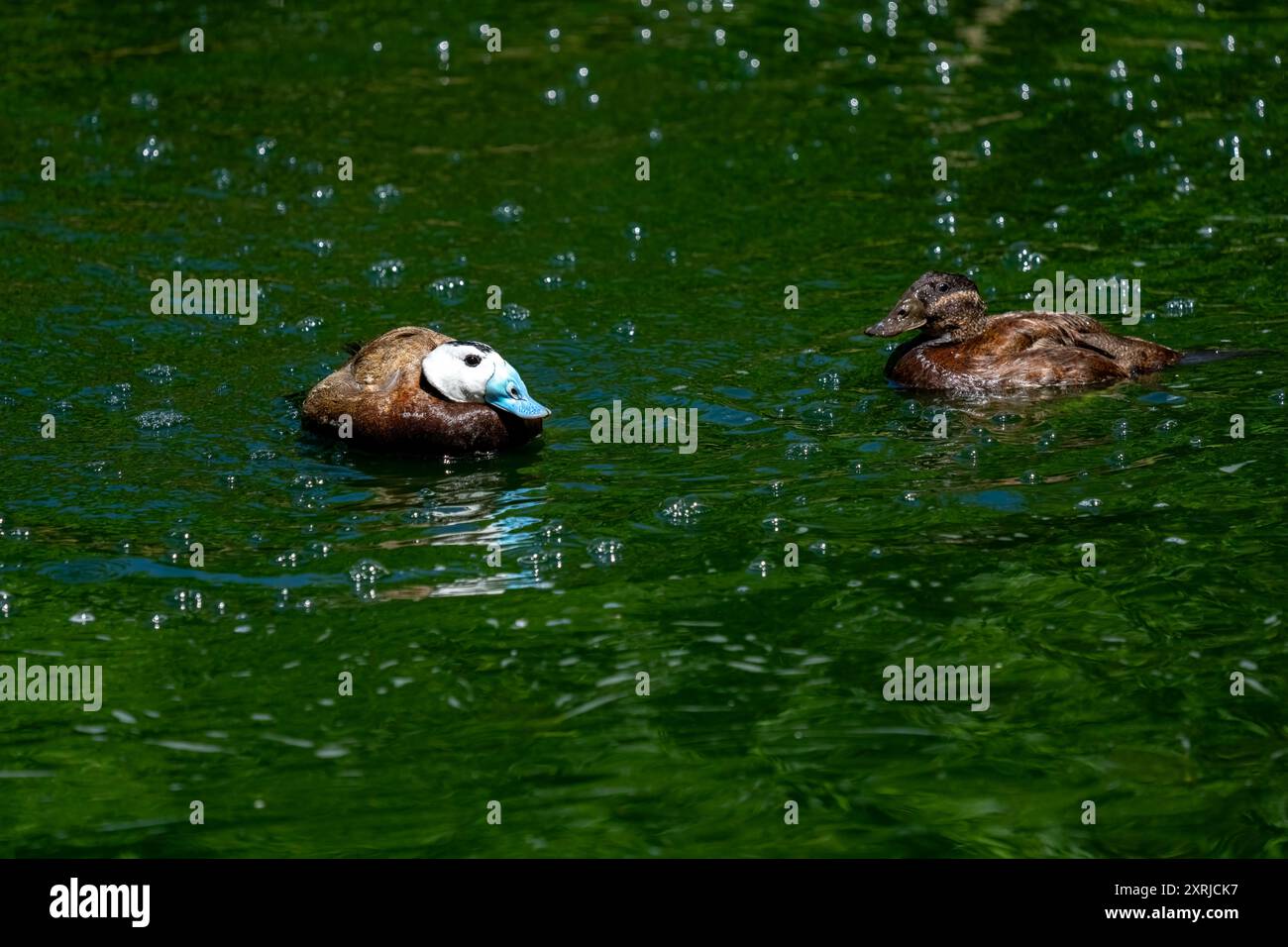 Woodland Park Zoo, Seattle, WA. Male and female White-headed Ducks ...