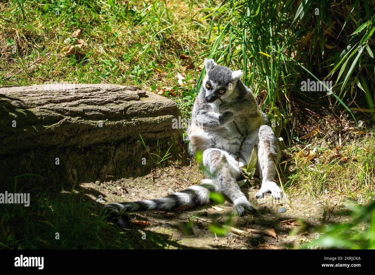 Woodland Park Zoo, Seattle, WA. Ring-tailed Lemur chewing on a branch ...