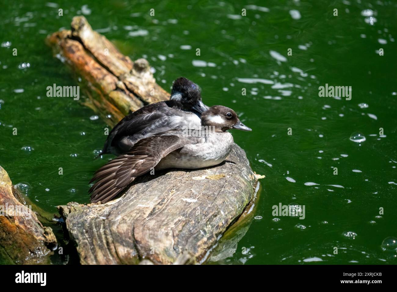 Woodland Park Zoo, Seattle, WA. Two bufflehead ducks sitting on a log ...