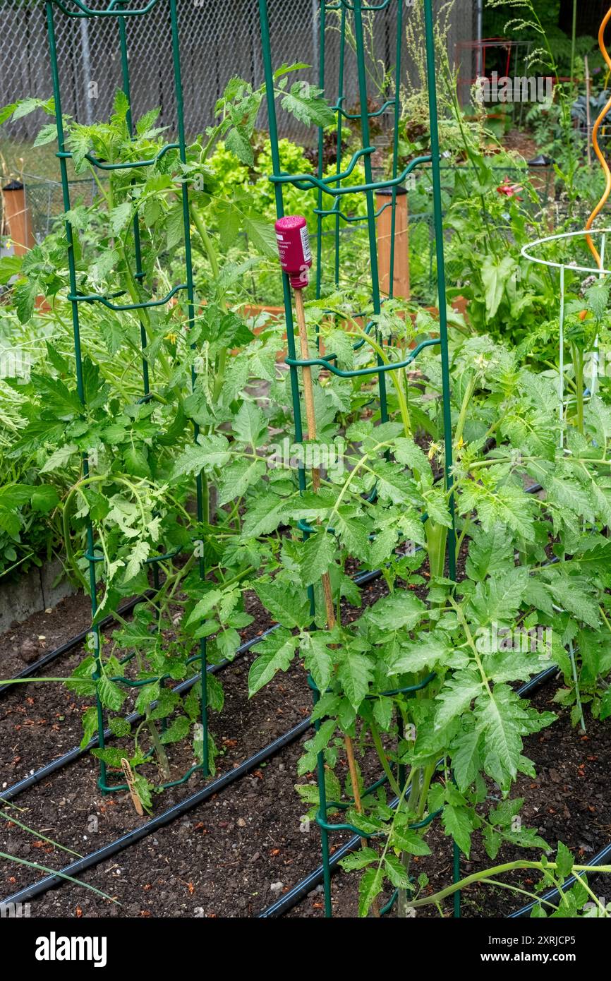 Issaquah, Washington, USA. Chocolate Cherry tomato plants growing ...