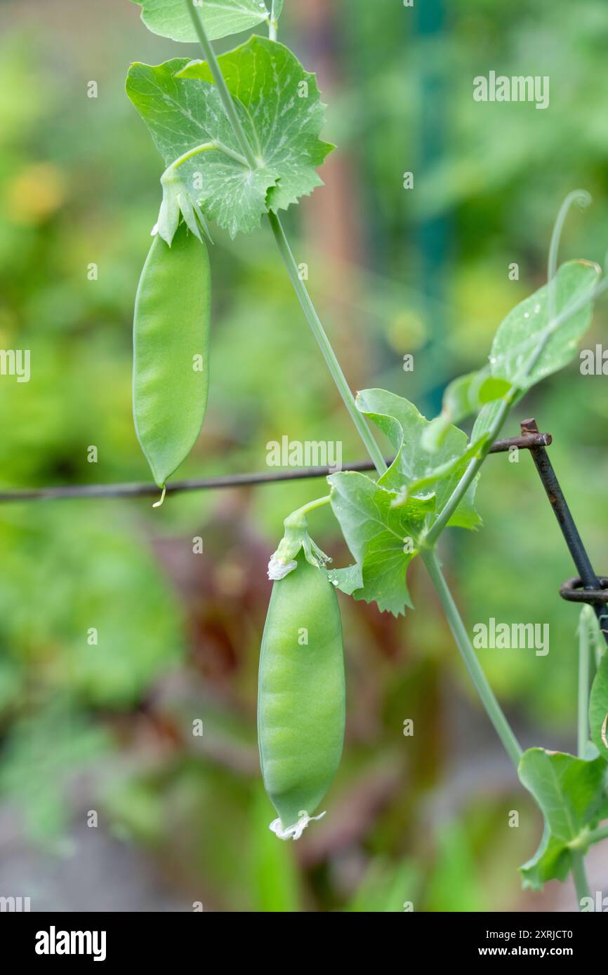 Snow peas on the vine hi-res stock photography and images - Alamy