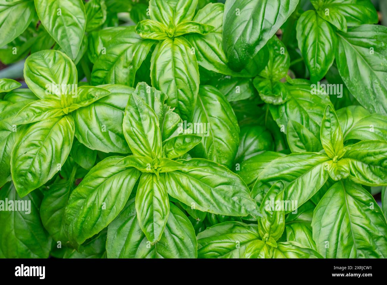Culinary basil hi-res stock photography and images - Alamy