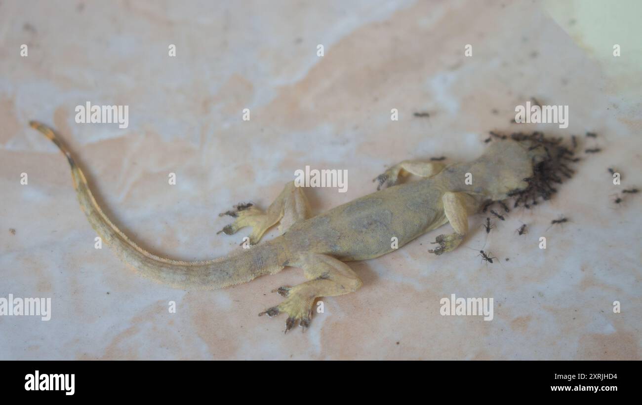 Ants eat dead gecko hi-res stock photography and images - Alamy