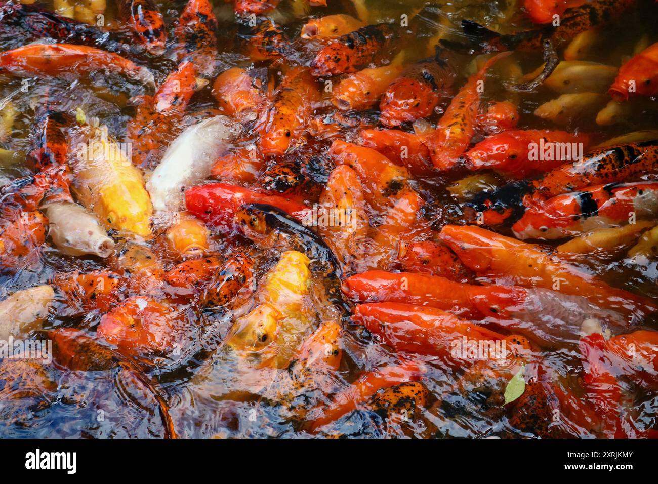 Koi Fish Frenzy, Koi Fish Pond Stock Photo - Alamy