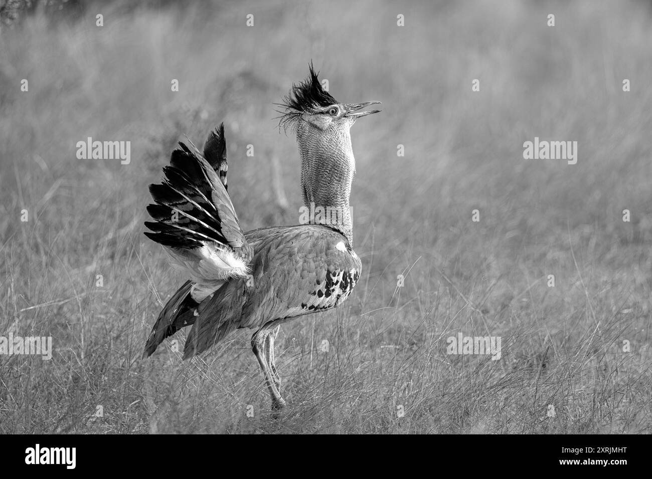 Strutting about Black and White Stock Photos & Images - Alamy
