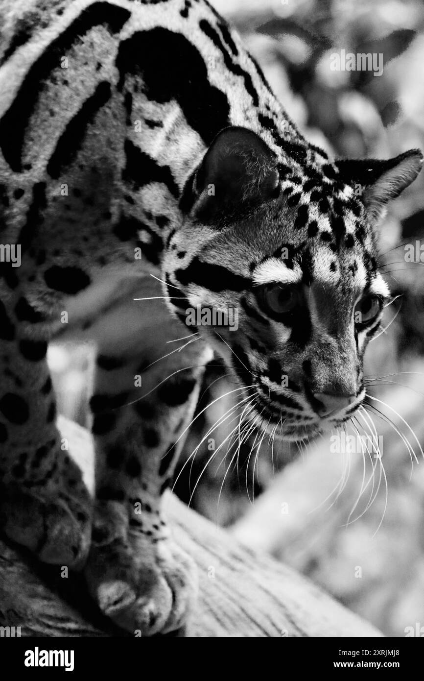 Endangered clouded leopard animal Black and White Stock Photos & Images ...