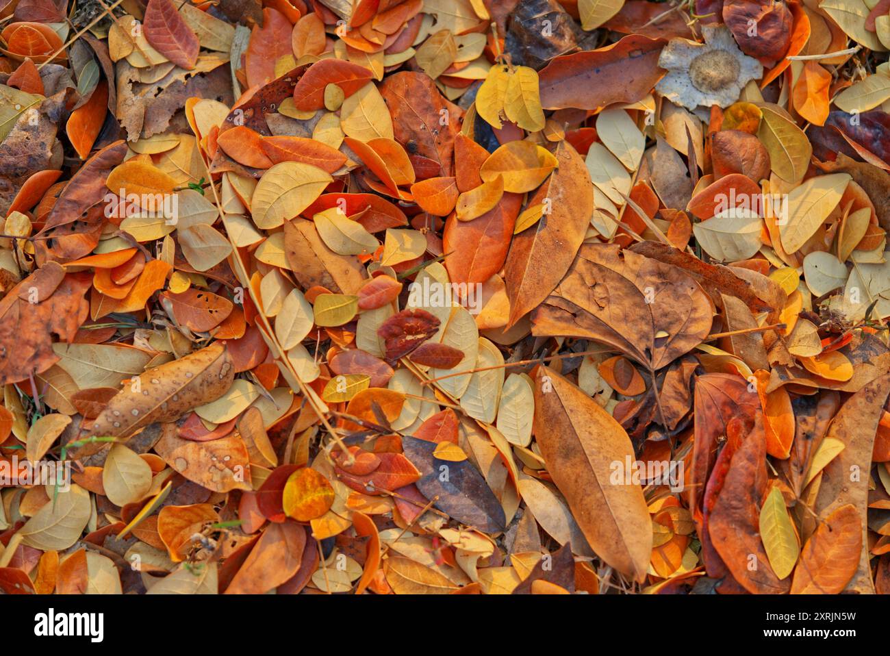 Flat lay brown leaves or dried leaves on the ground in nature with ...