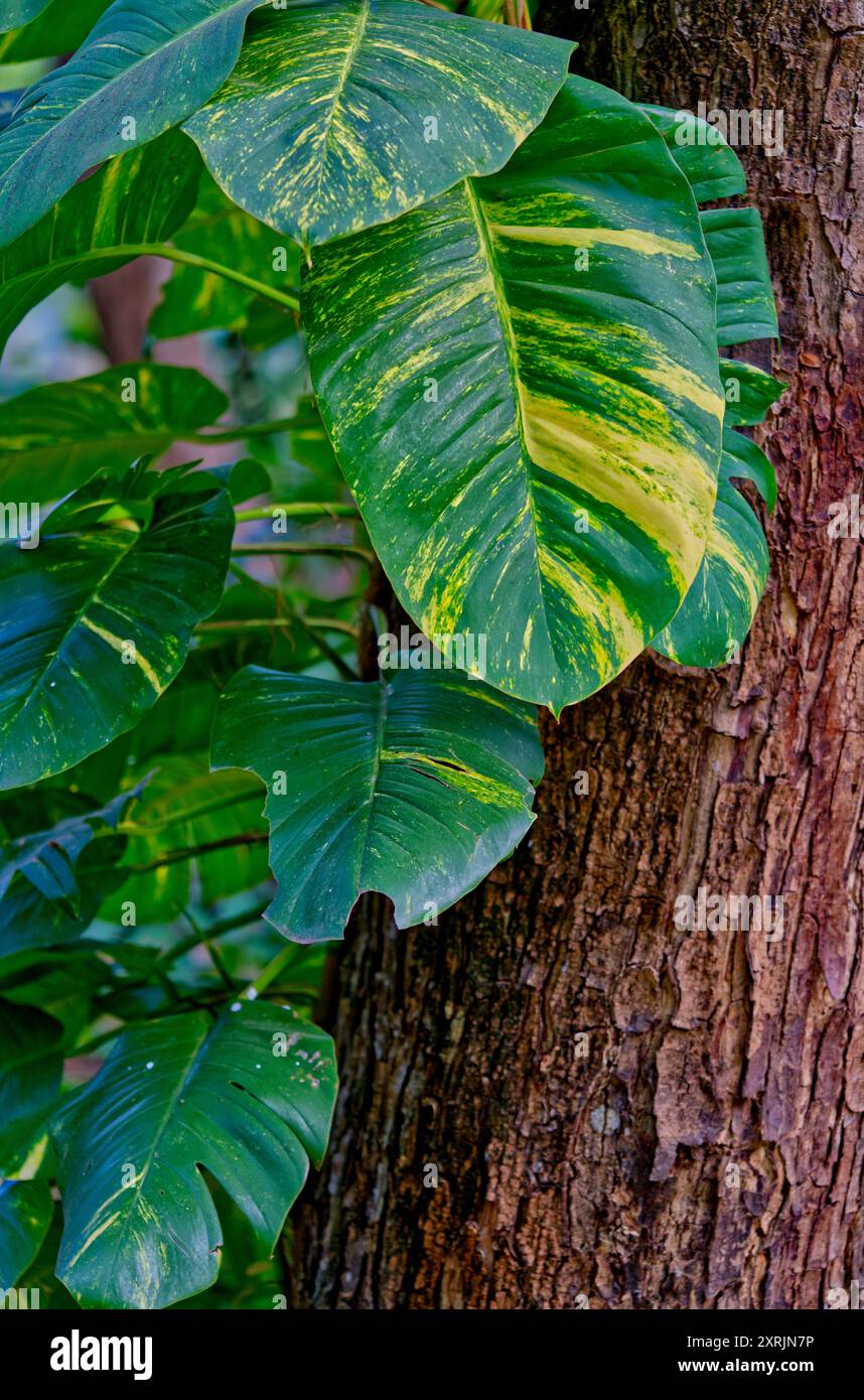 Close up a big spotted leaf or Ceylon creeper in the nature on an aged ...