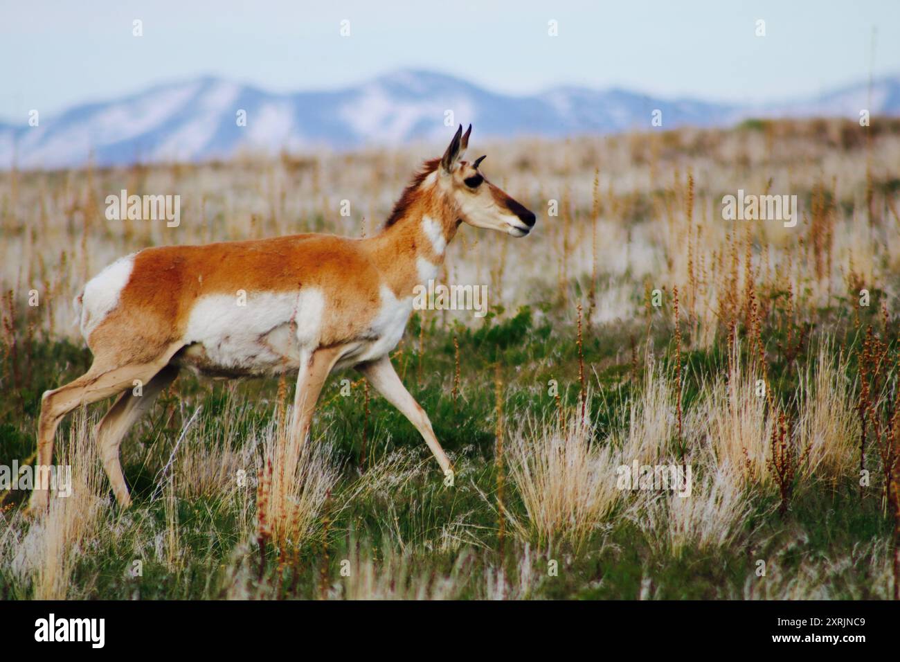 Antelope in Antelope Island State Park, Utah Stock Photo - Alamy
