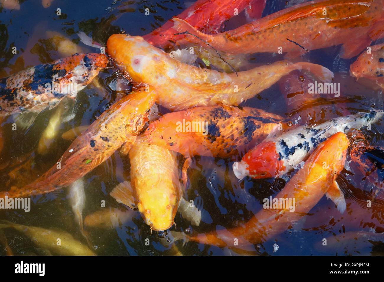 Koi fish pond hi-res stock photography and images - Alamy