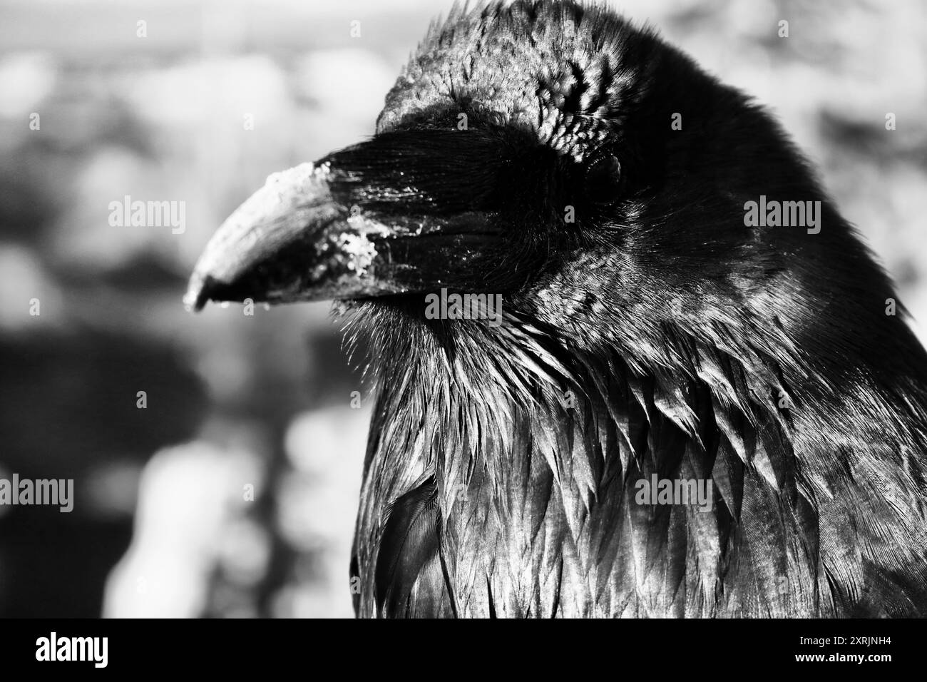 Black crow head Black and White Stock Photos & Images - Alamy