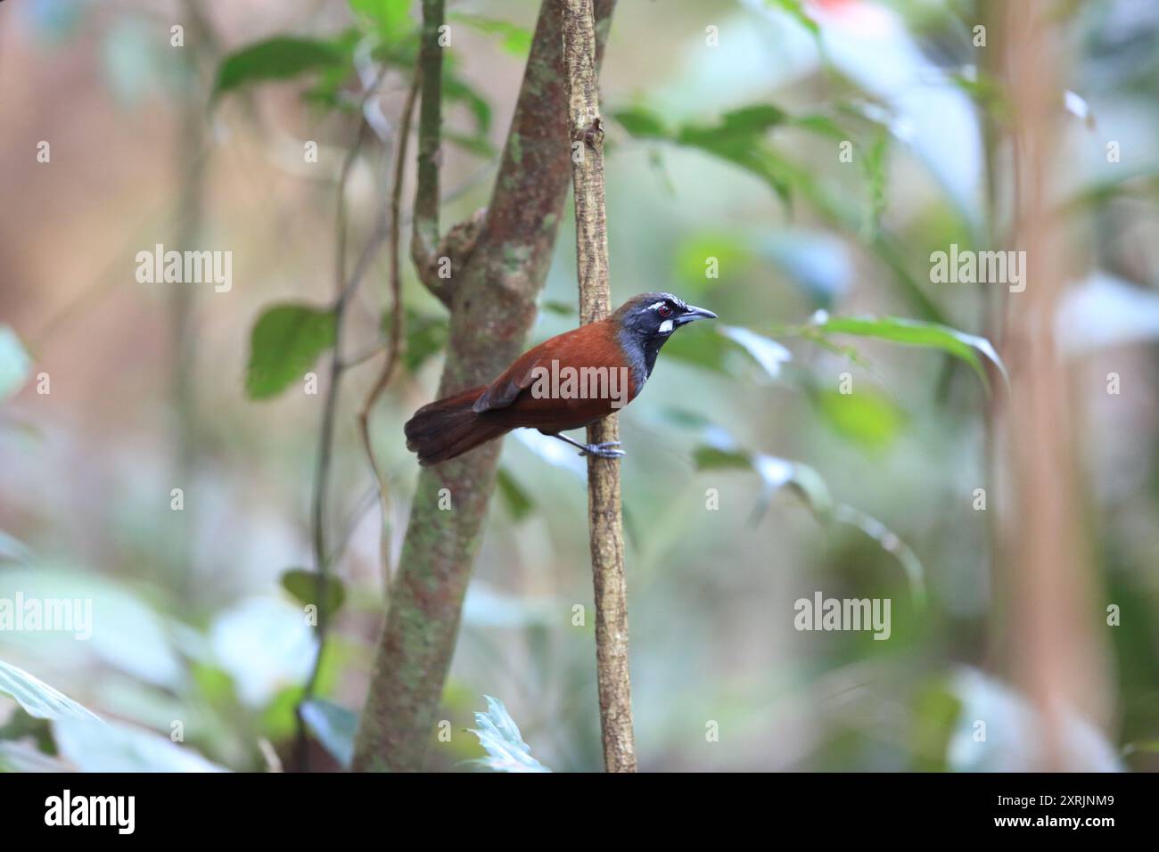 The black-throated babbler (Stachyris nigricollis) is a species of bird ...