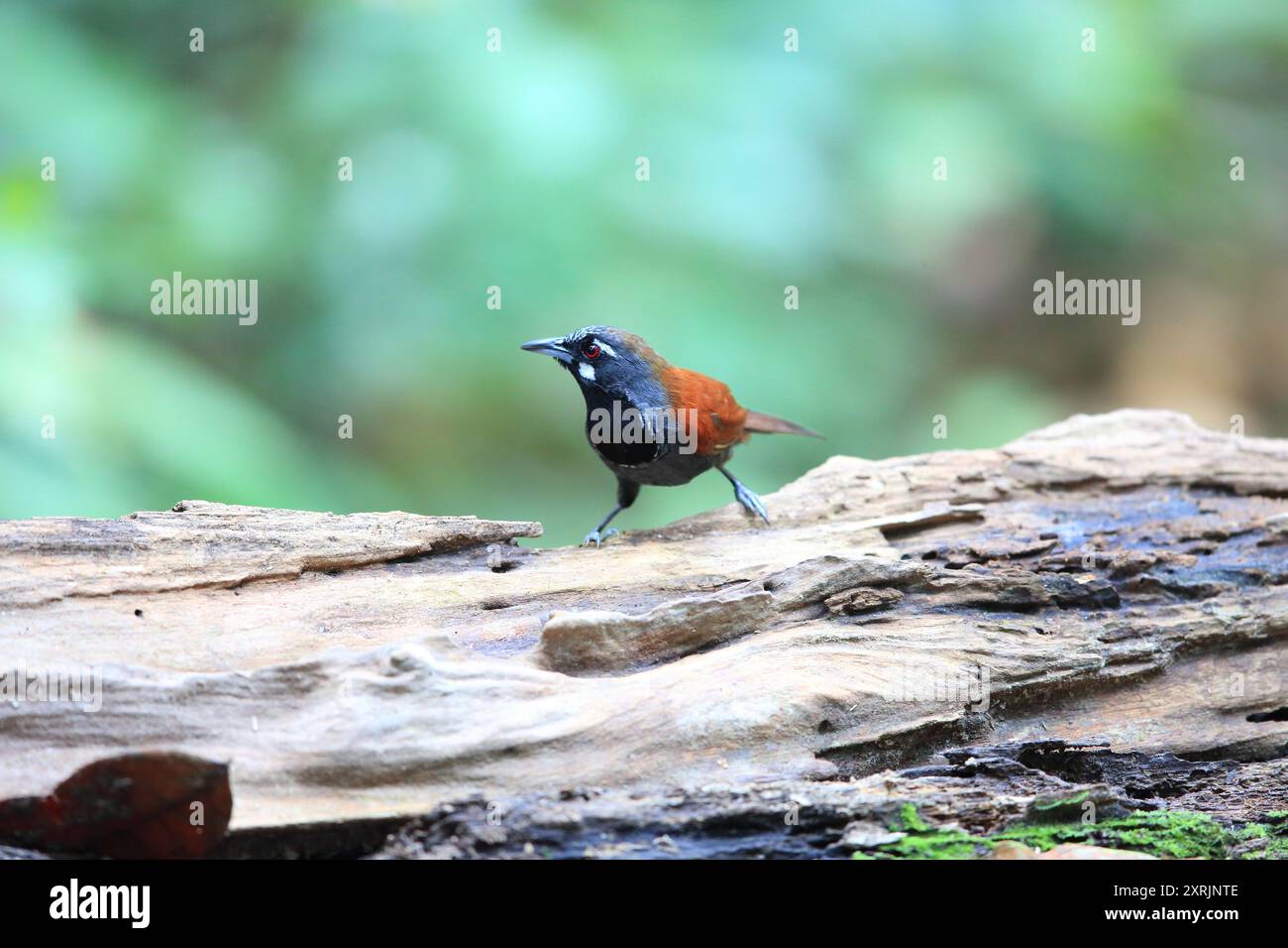 The black-throated babbler (Stachyris nigricollis) is a species of bird ...