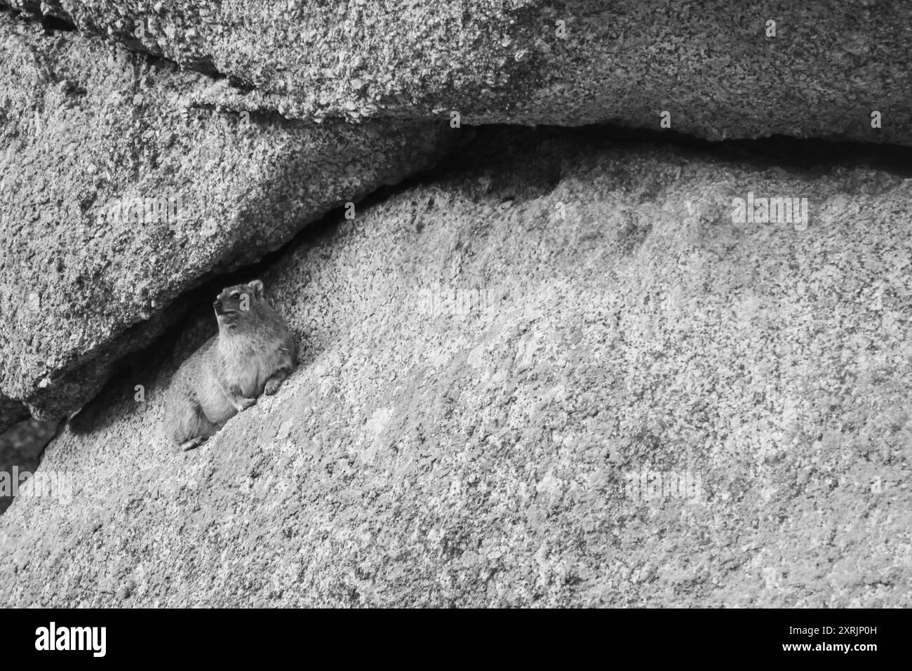 Portrait south african rock hi-res stock photography and images - Alamy