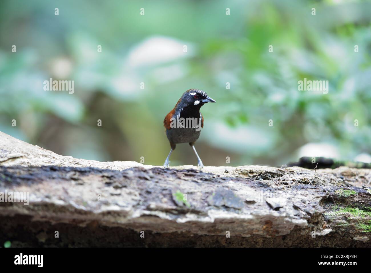 The black-throated babbler (Stachyris nigricollis) is a species of bird ...