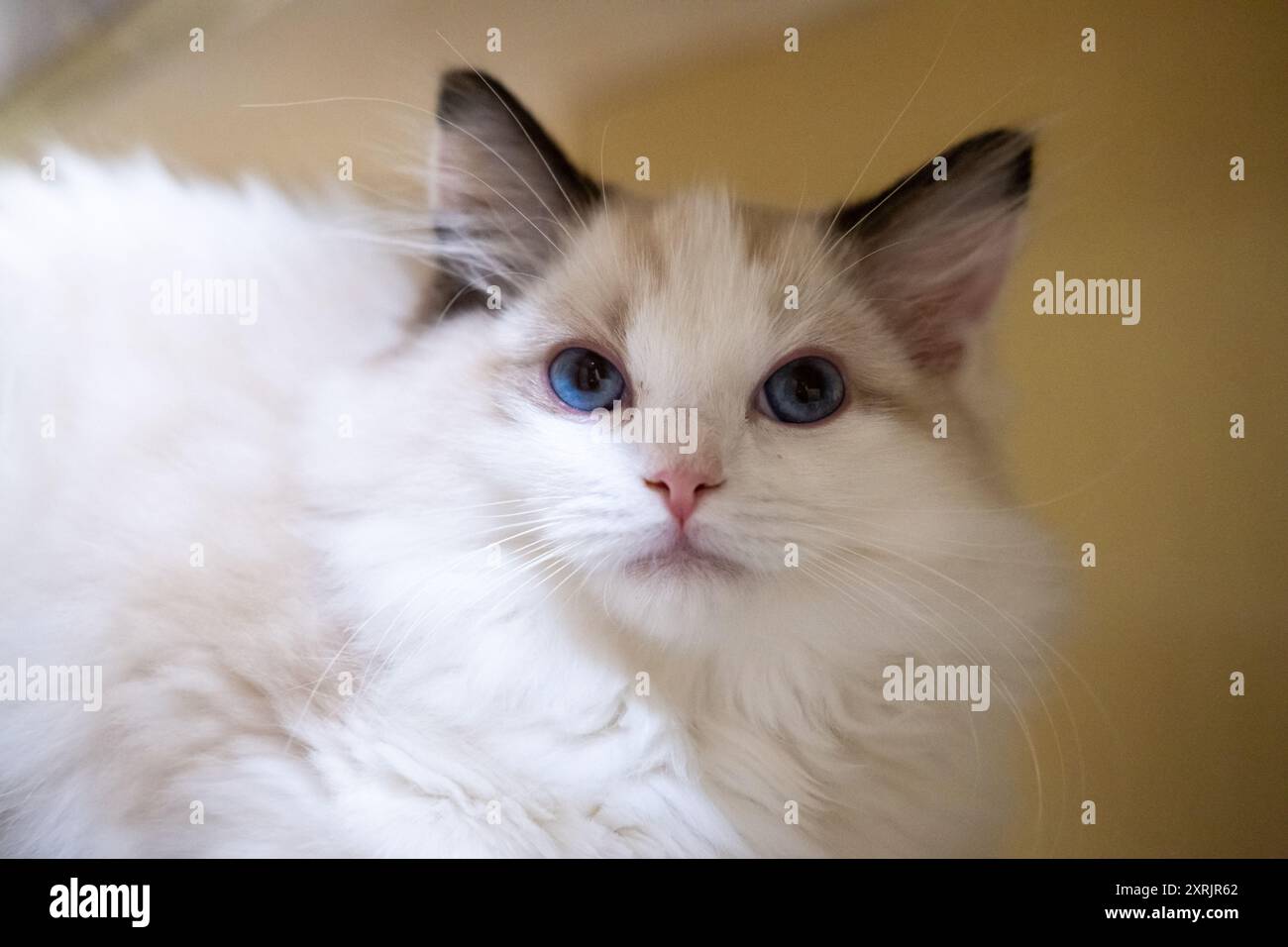 Cute, small Ragdoll cat. 3 months old Stock Photo - Alamy