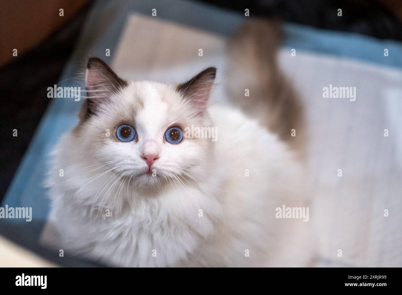 Cute, small Ragdoll cat. 4 months old. Standing on the floor and asking ...