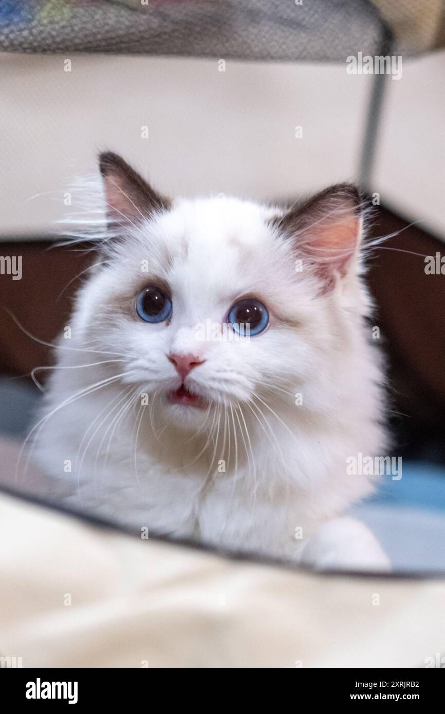 Cute, small Ragdoll cat. 4 months old. Standing on the floor and asking ...