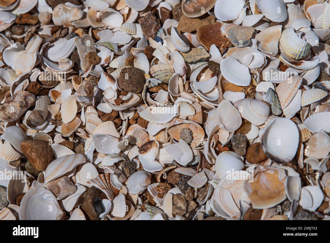 Seashells on white sand hi-res stock photography and images - Alamy