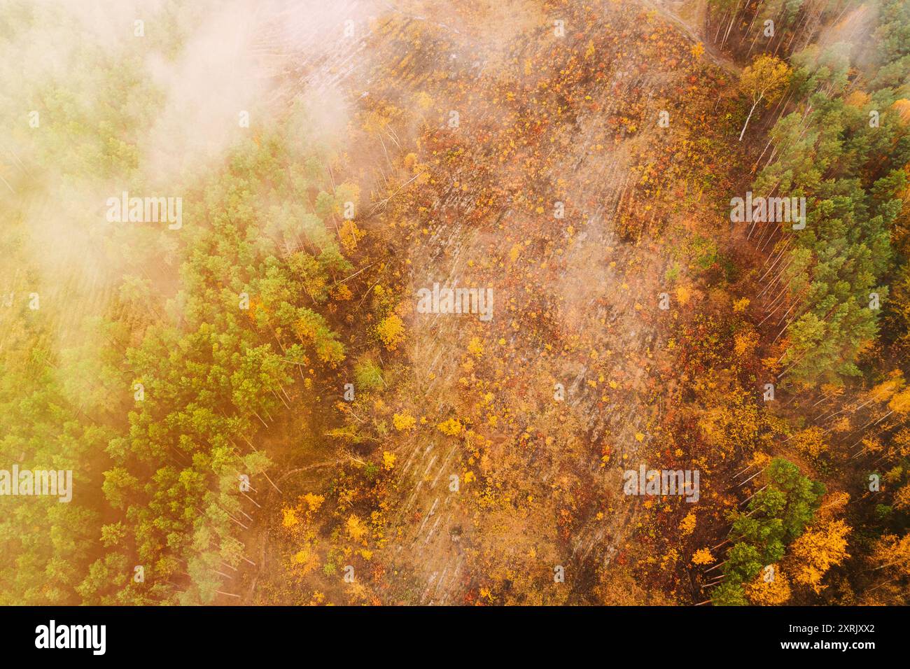 Aerial view of a logging zone cuts through forest. Top view of bush ...