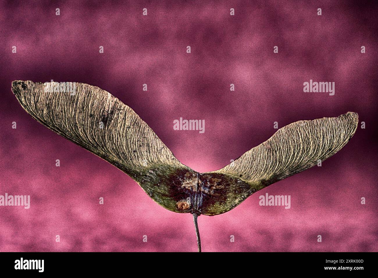 Propeller seed hi-res stock photography and images - Alamy