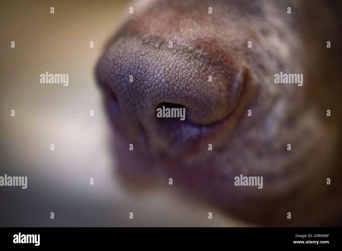 Dog nose anatomy hi-res stock photography and images - Alamy