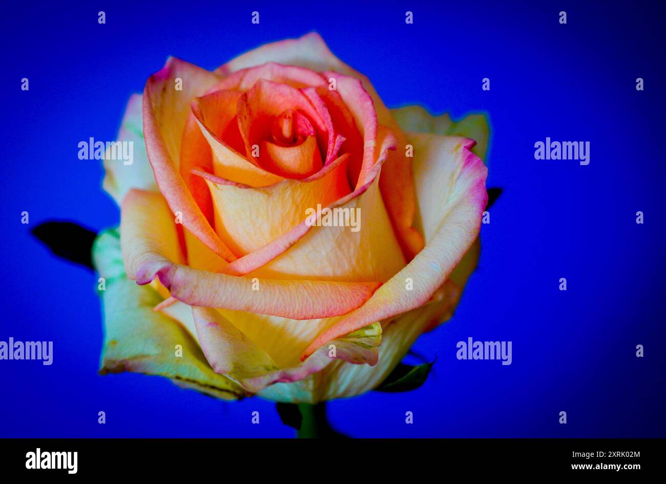 Arranged photo hi-res stock photography and images - Alamy