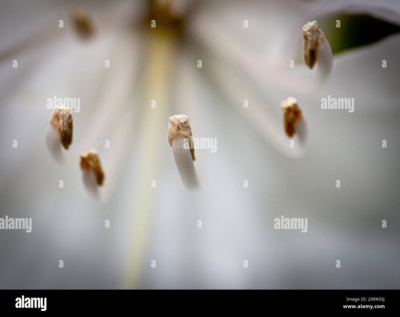 Grief concept flowers hi-res stock photography and images - Alamy